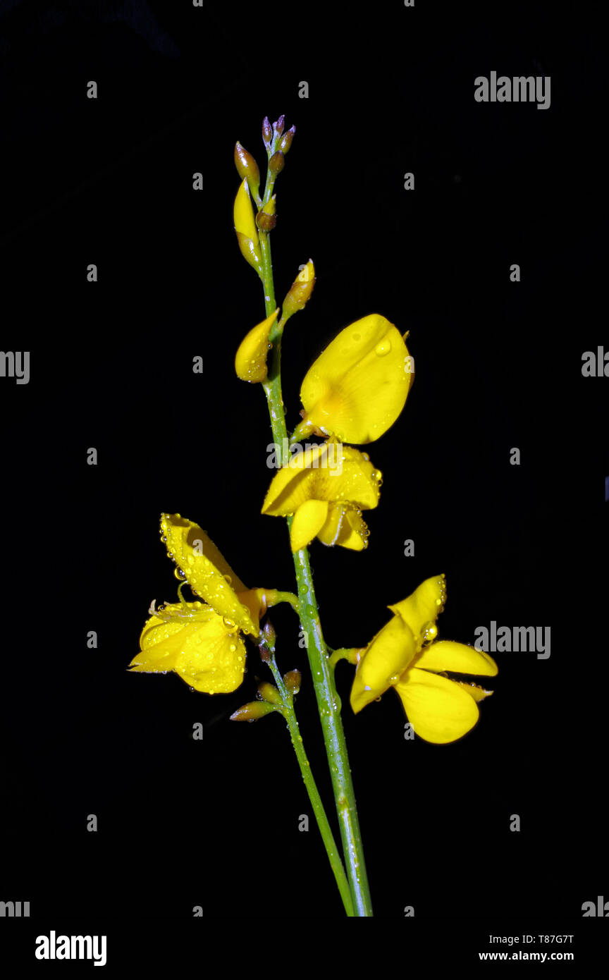Genisteae hi-res stock photography and images - Alamy