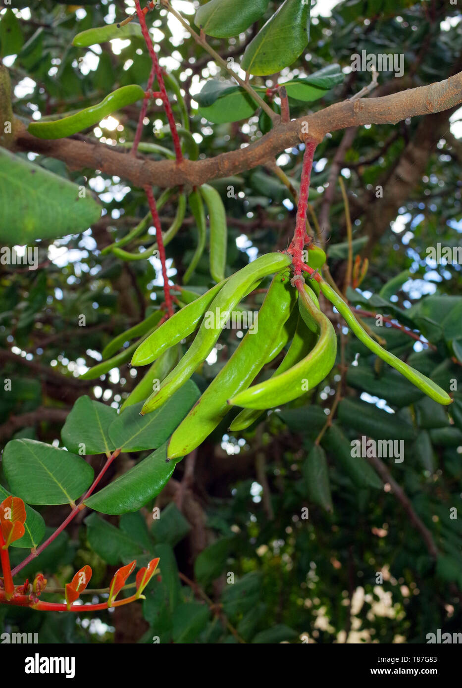 Fruit of carob tree (ceratona siliqua) close-up Stock Photo - Alamy