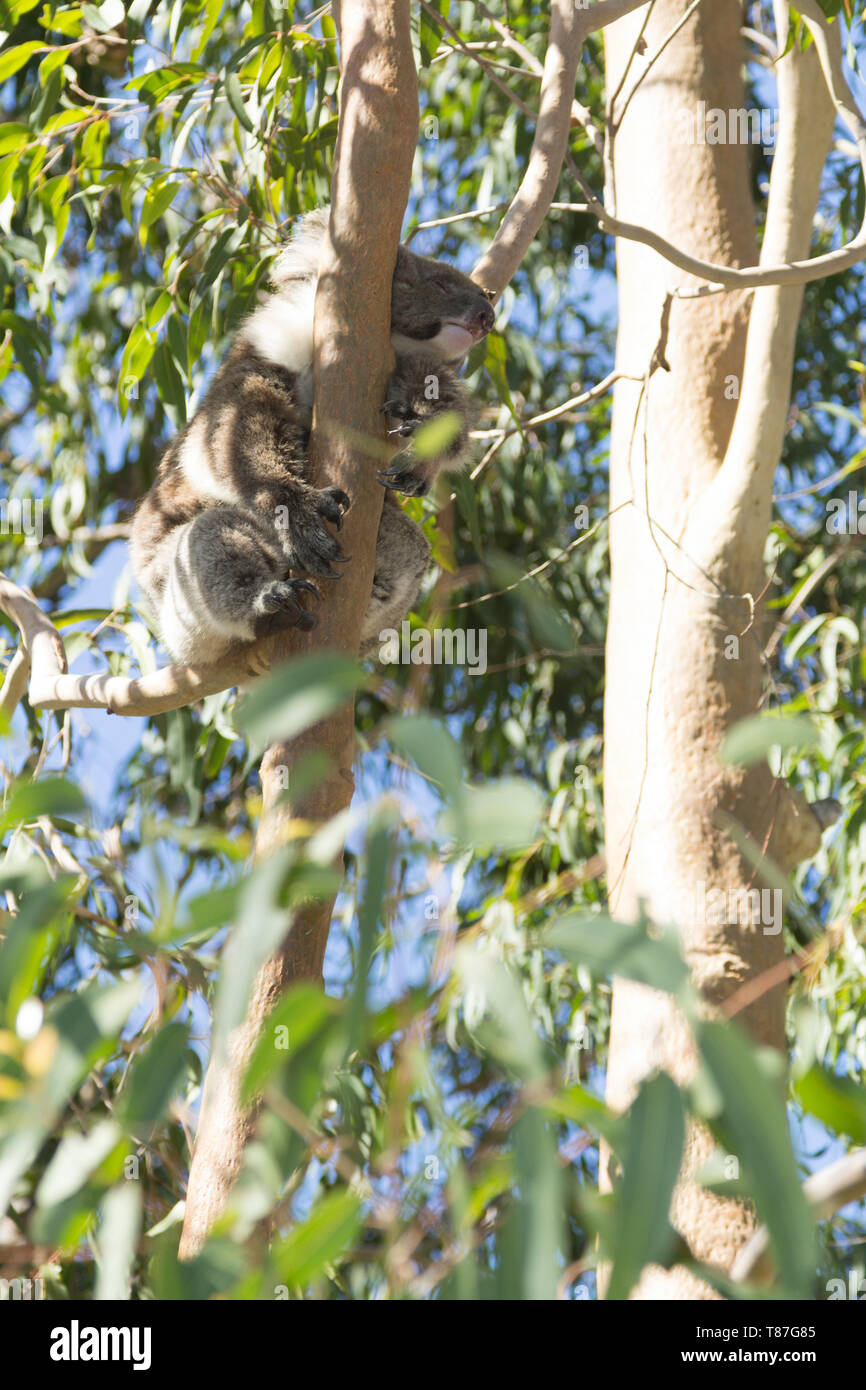 Perth zoo trees hi-res stock photography and images - Alamy
