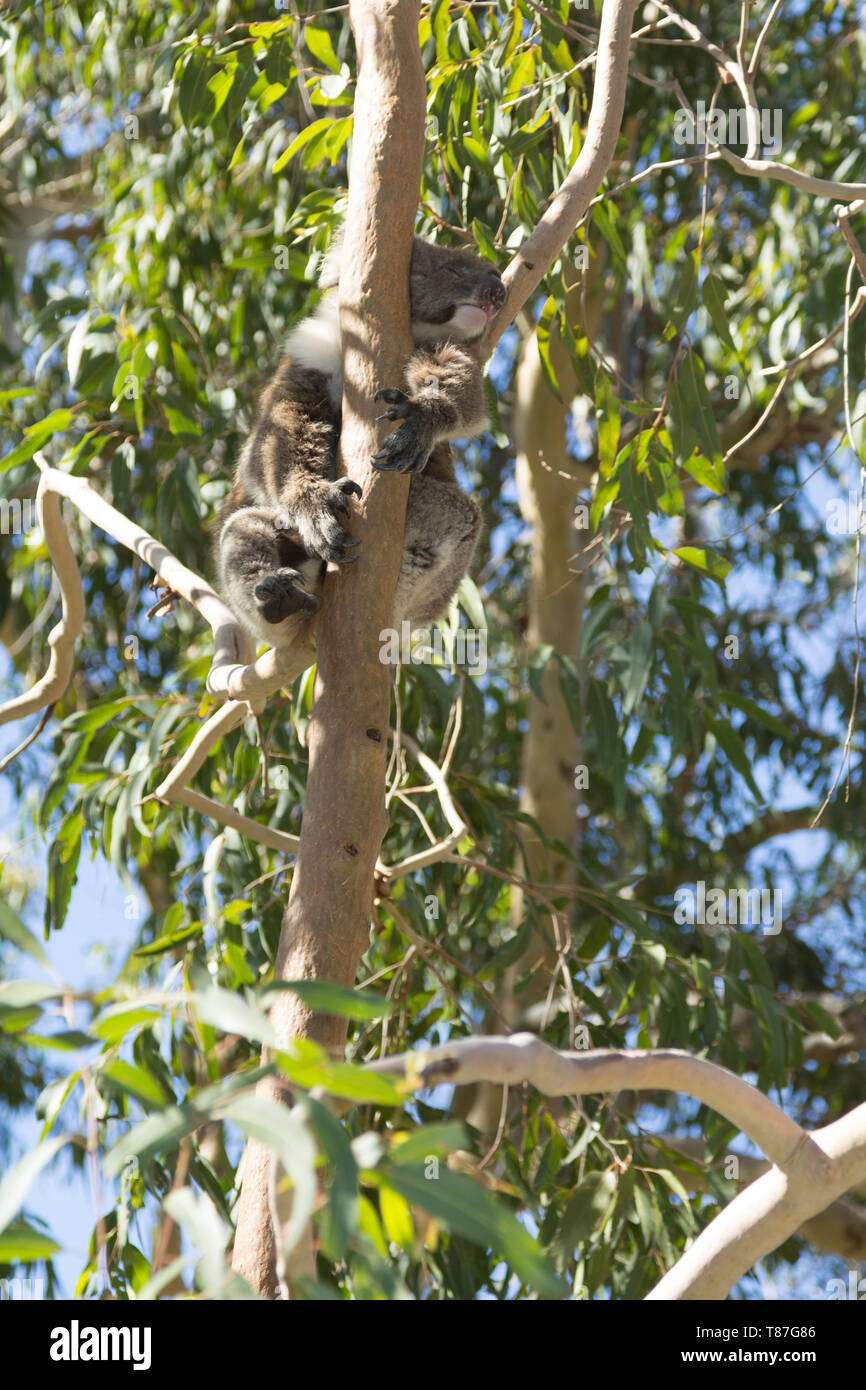 Perth zoo trees hi-res stock photography and images - Alamy