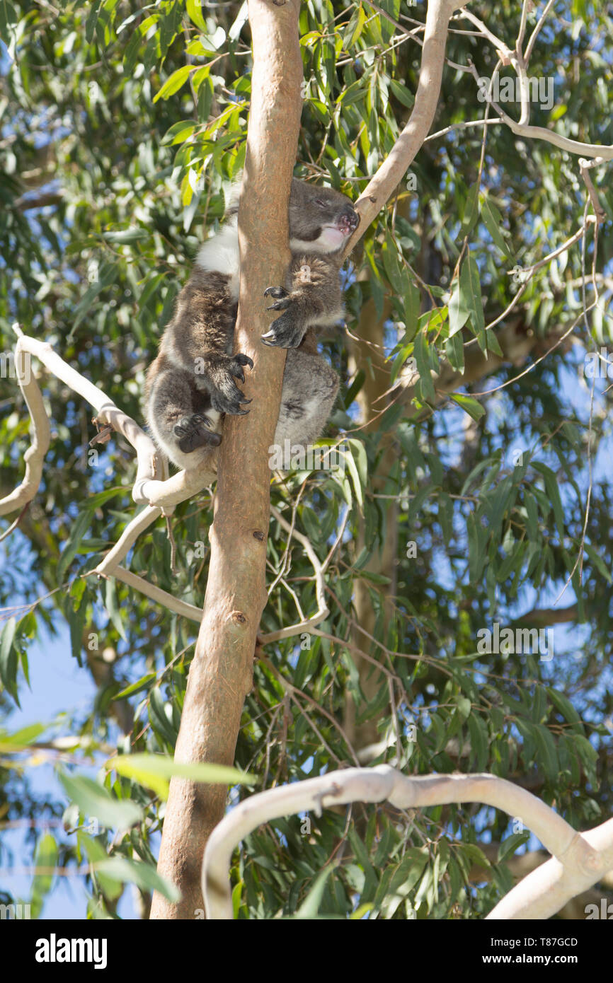 Perth zoo trees hi-res stock photography and images - Alamy
