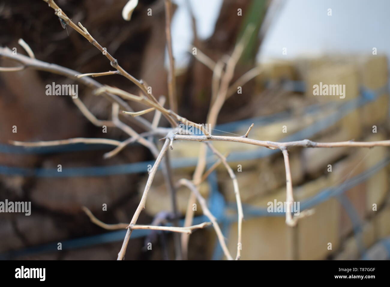 Very beautiful focus of the tree branch Stock Photo - Alamy