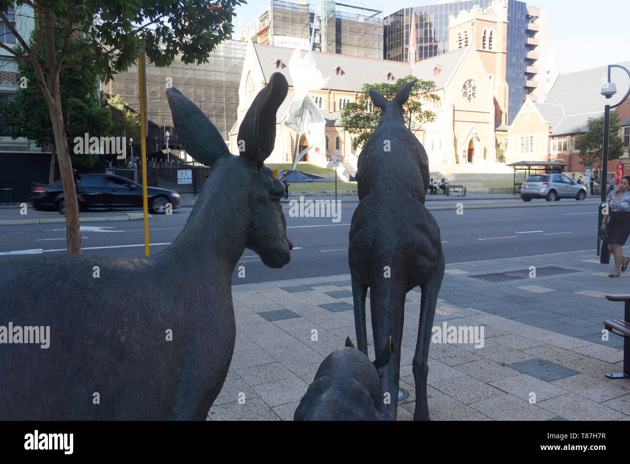 Perth, Western Australia, Australia -20/01/2013 : Kangaroos sculptures ...