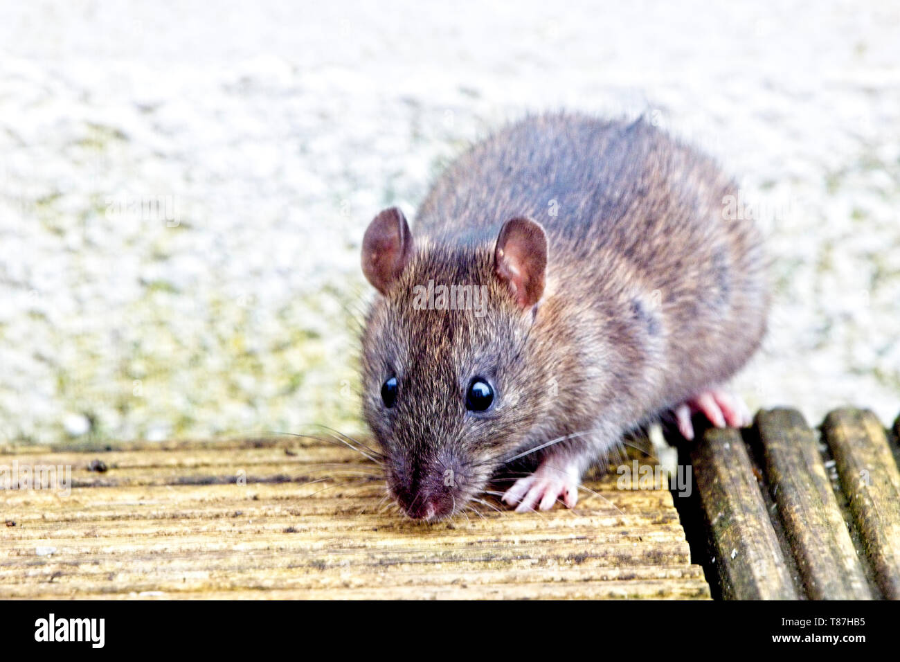 Young Brown Rat, (Rattus norvegicus), Penzance, Cornwall, England, UK ...