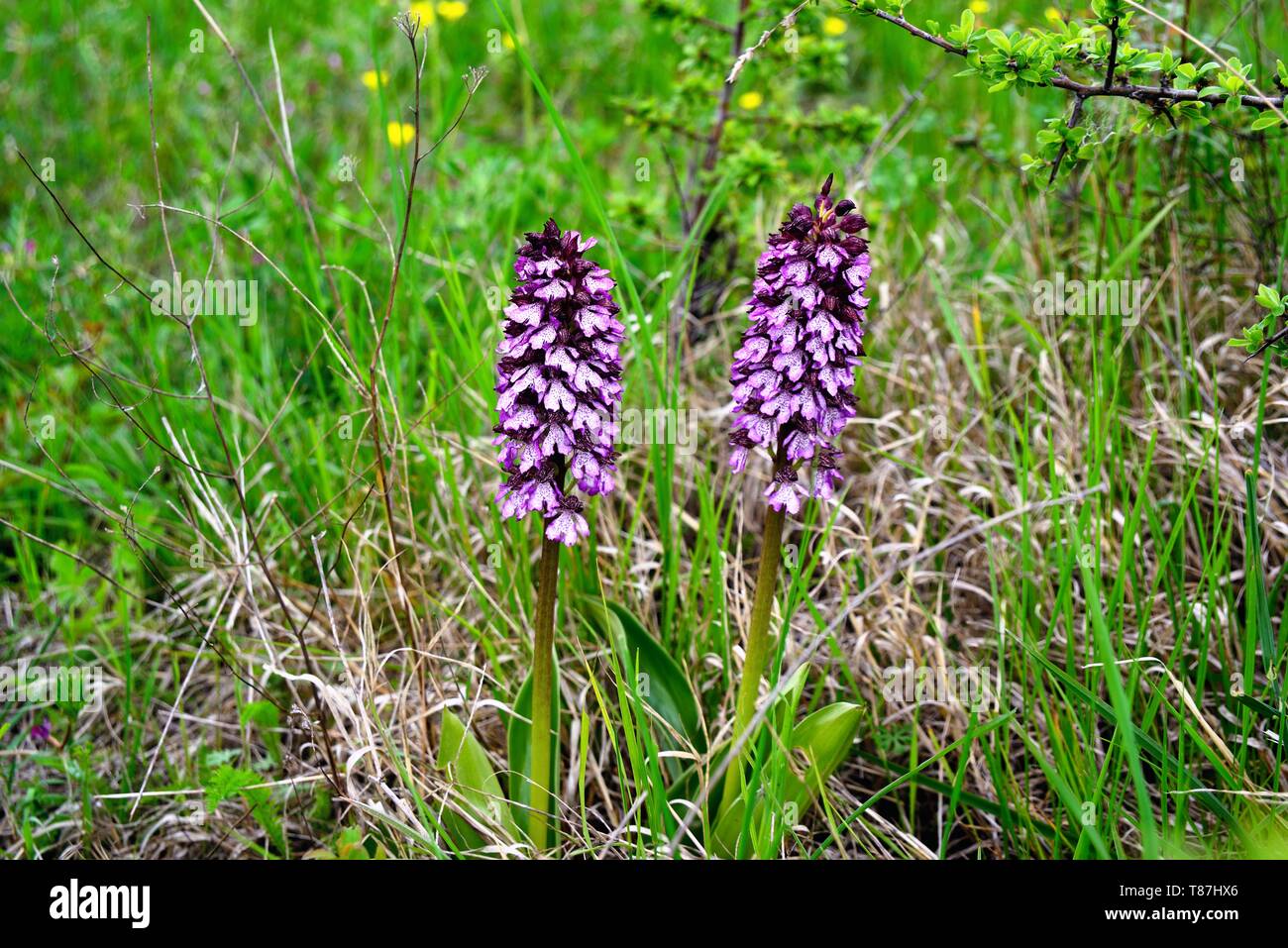 Orchid widespread across europe hi-res stock photography and images - Alamy