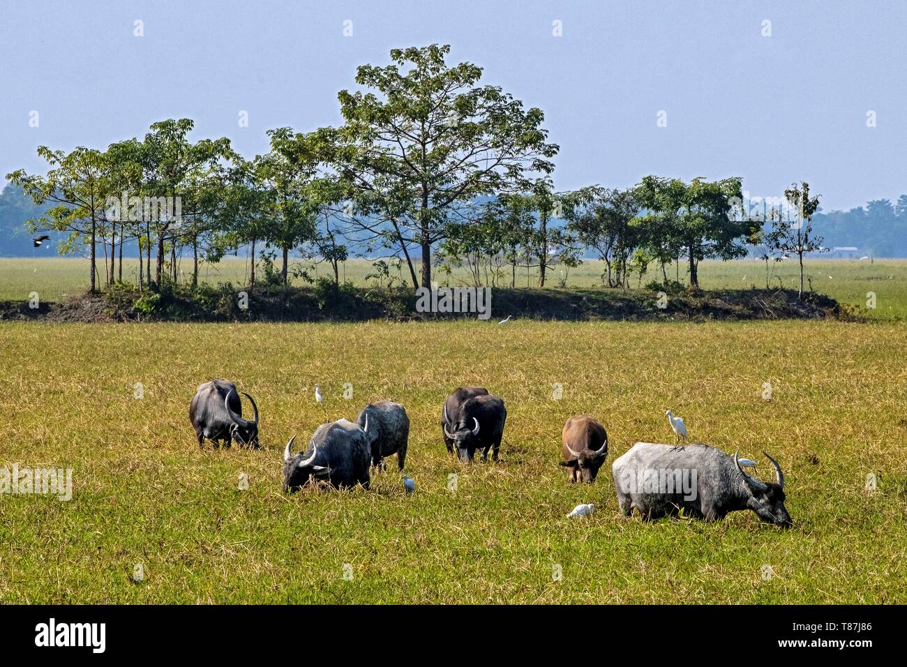 India, Assam, Majuli island on the Brahmapoutre river Stock Photo - Alamy