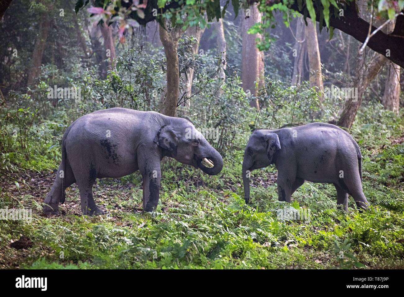 Animals of assam hi-res stock photography and images - Alamy