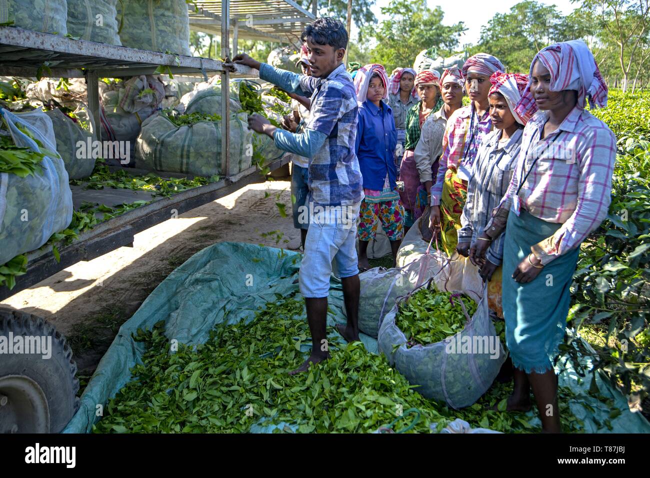 India, Assam, Jorhat, tea estate Stock Photo - Alamy