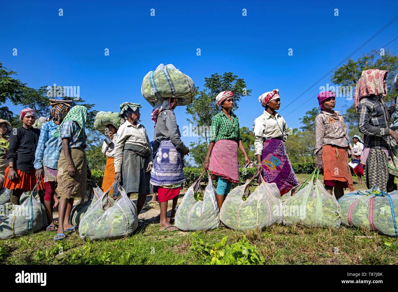 Jorhat assam hi-res stock photography and images - Alamy