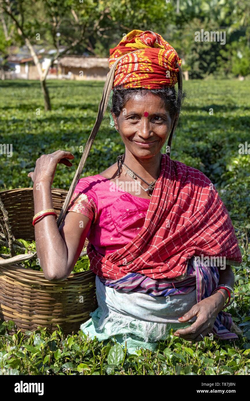 Food plant of india hi-res stock photography and images - Alamy