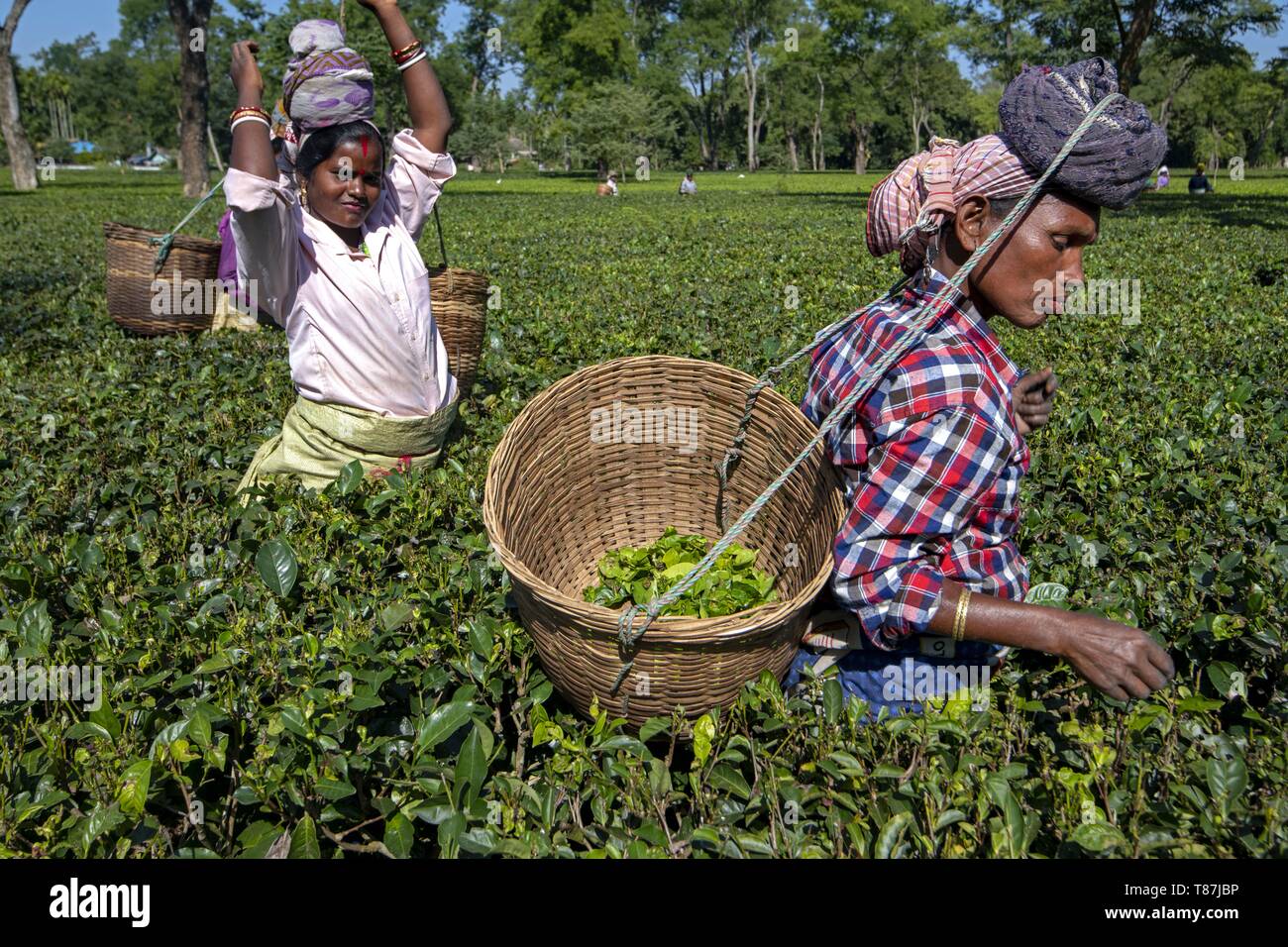 India, Assam, Jorhat, tea estate Stock Photo - Alamy
