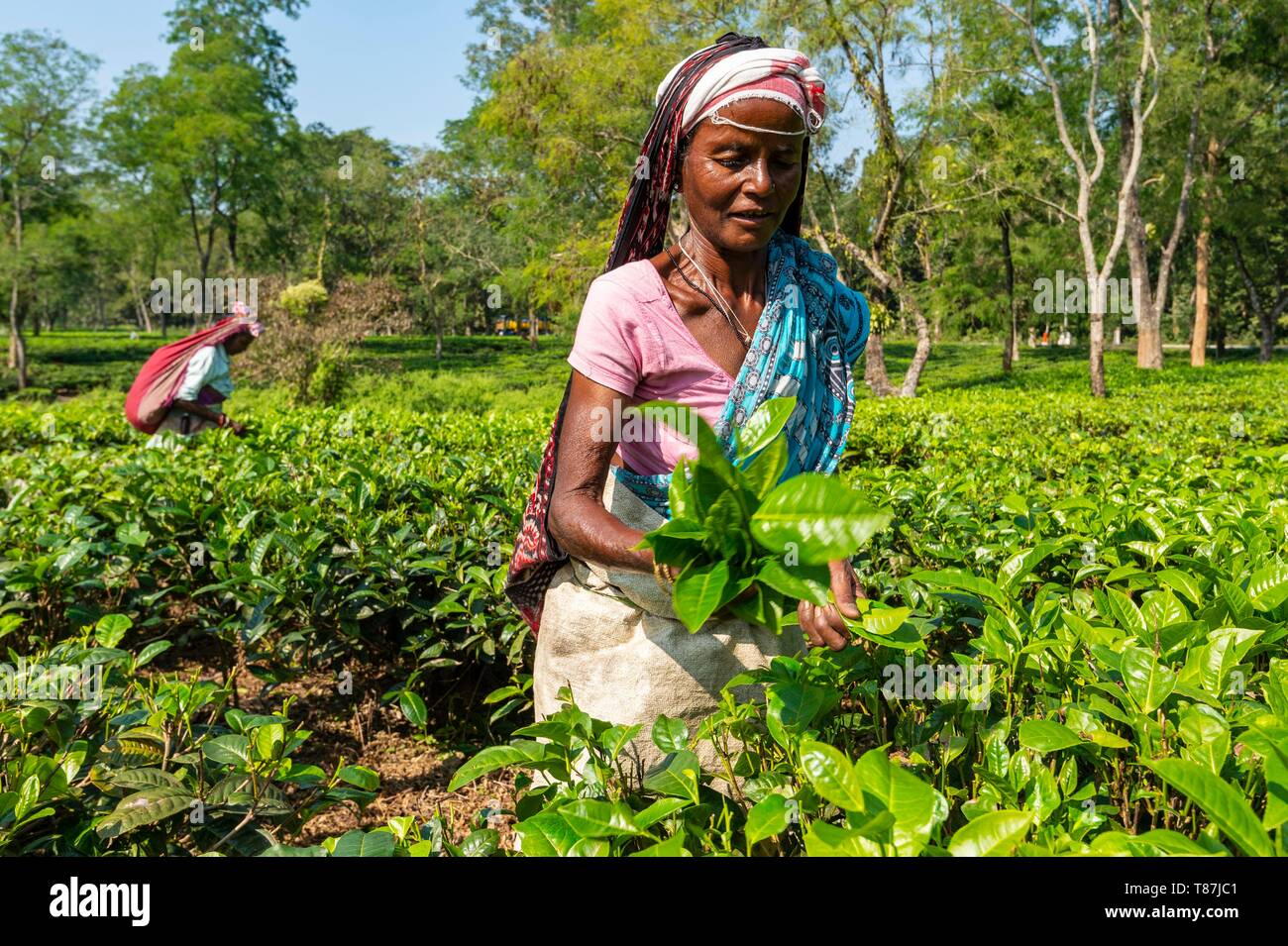 India, Assam, Kaziranga, tea pluckers Stock Photo - Alamy