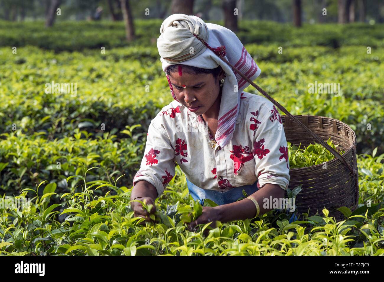 Tea pluckers india hi-res stock photography and images - Alamy