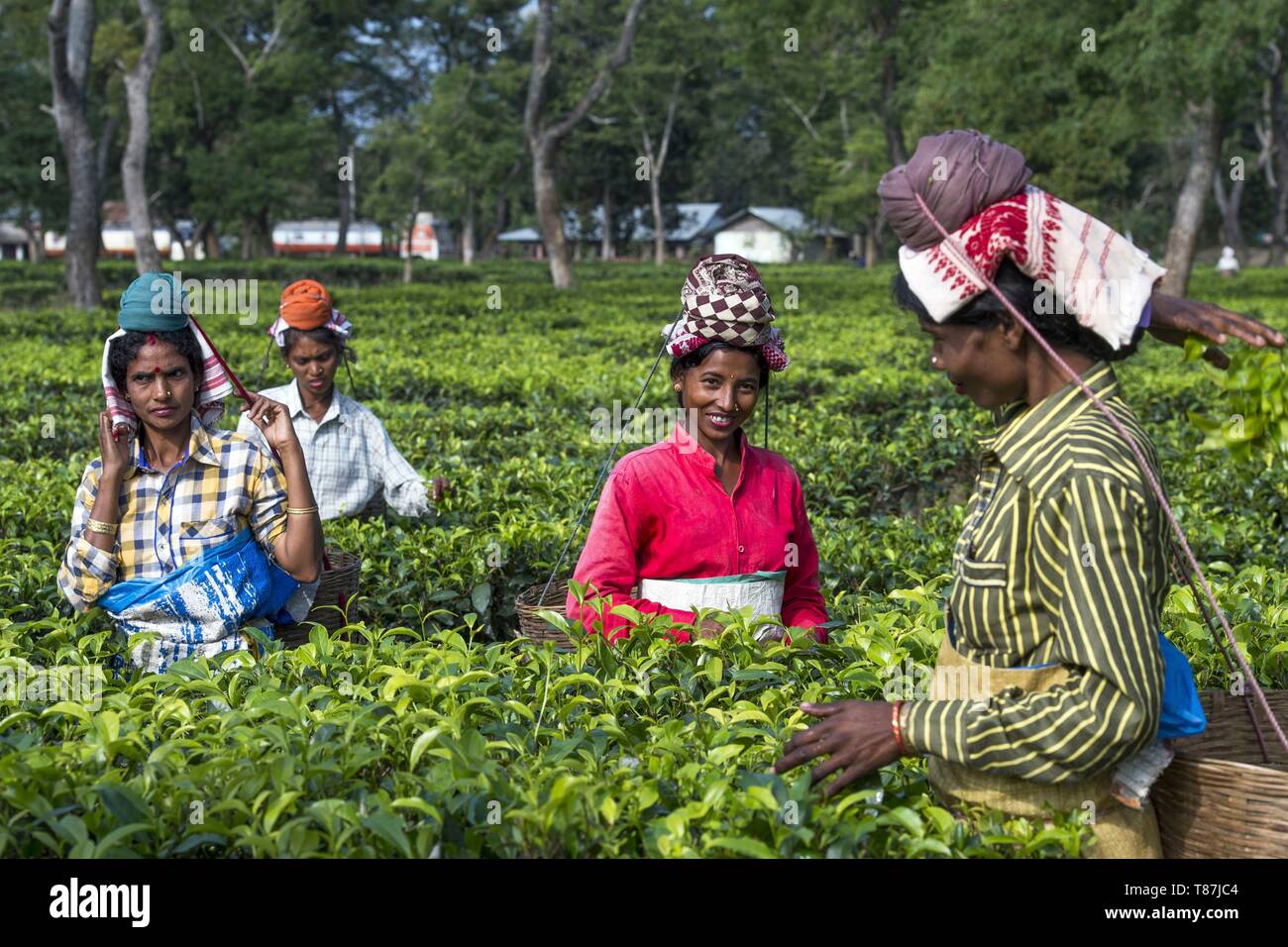 India, Assam, Kaziranga, tea pluckers Stock Photo - Alamy