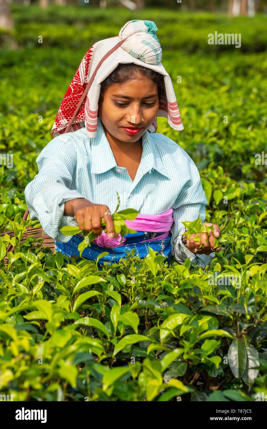 India, Assam, Kaziranga, tea pluckers Stock Photo - Alamy