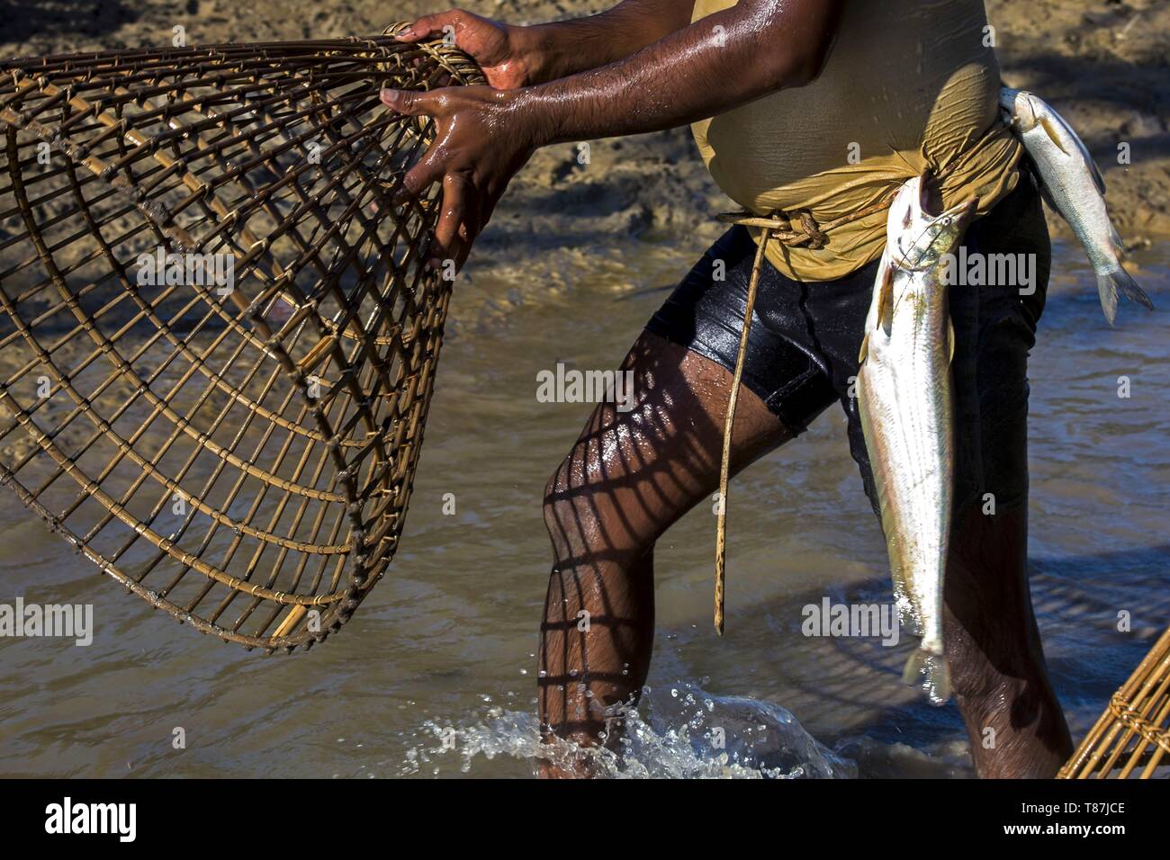 India, Assam, Sibsagar, community fishing Stock Photo - Alamy