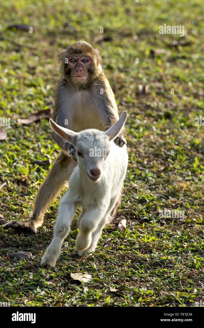 India, Assam, Sibsagar, monkeys at the hindu Shiva temple Stock Photo ...