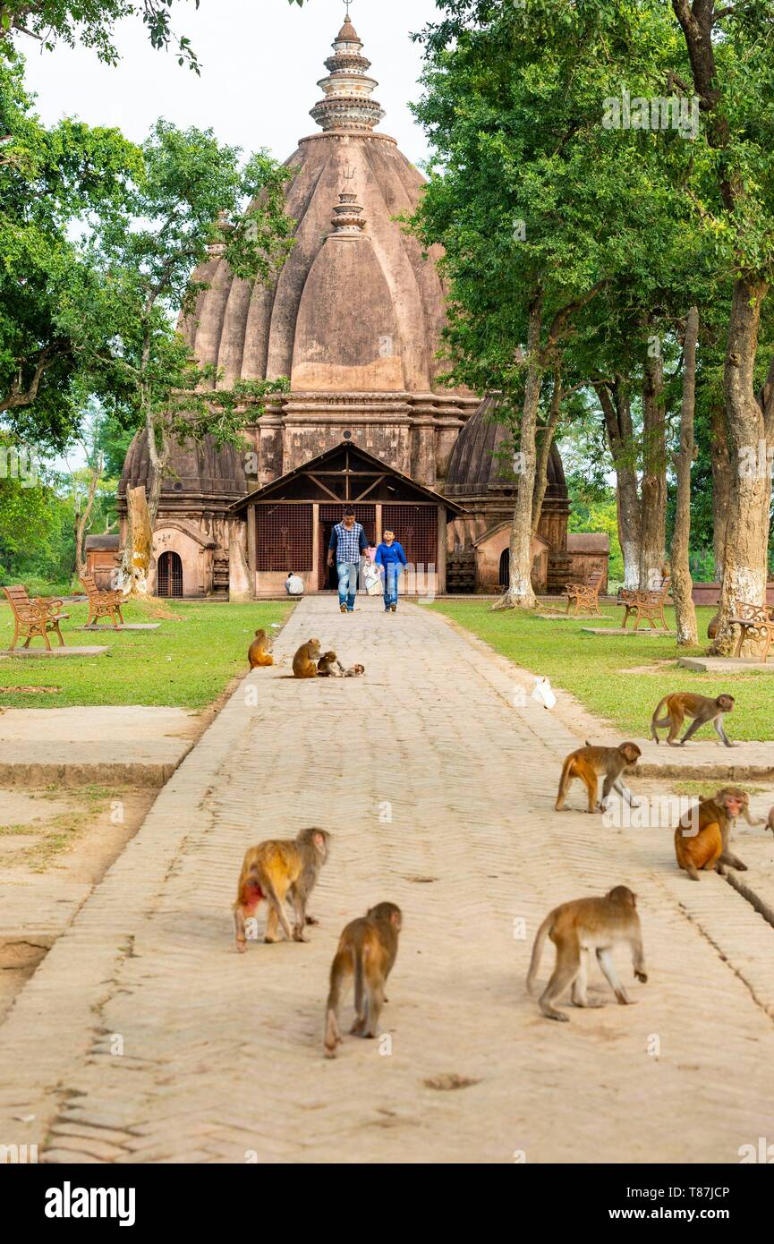 India, Assam, Sibsagar, monkeys at the hindu Shiva temple Stock Photo ...