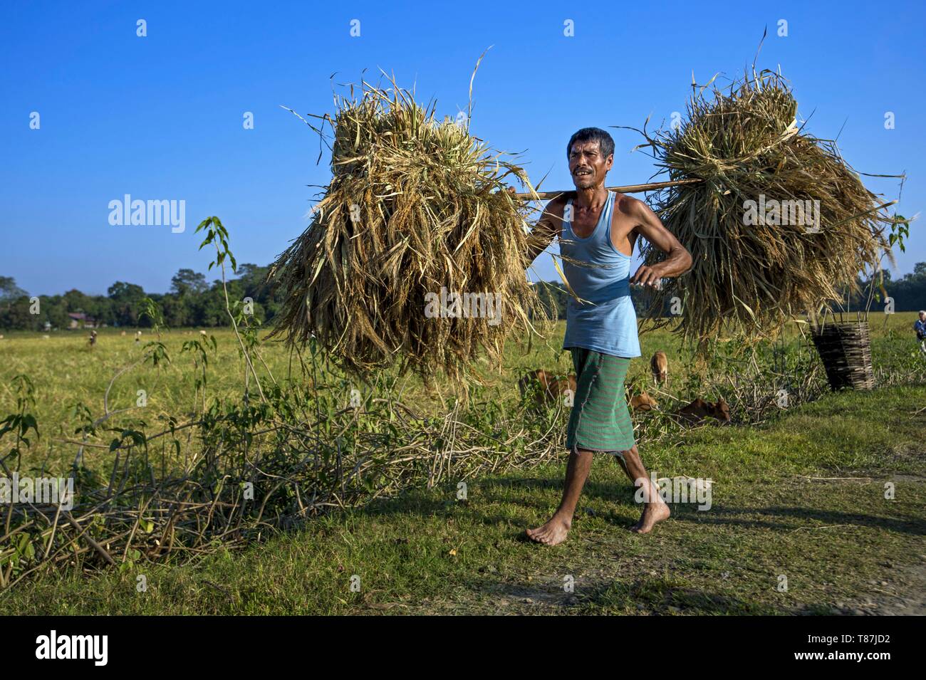 India, Assam, Majuli island in the middle of the Brahmapoutre river ...