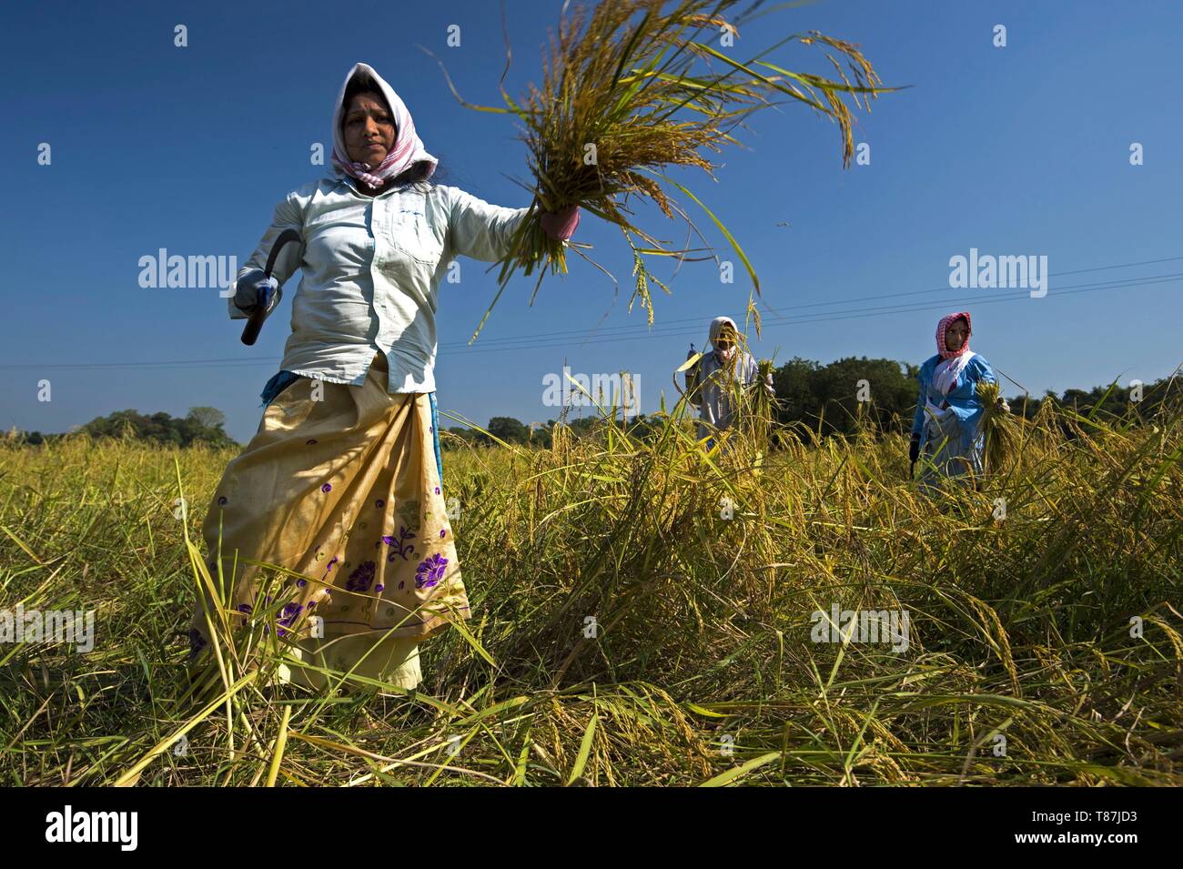 India, Assam, Majuli island in the middle of the Brahmapoutre river ...