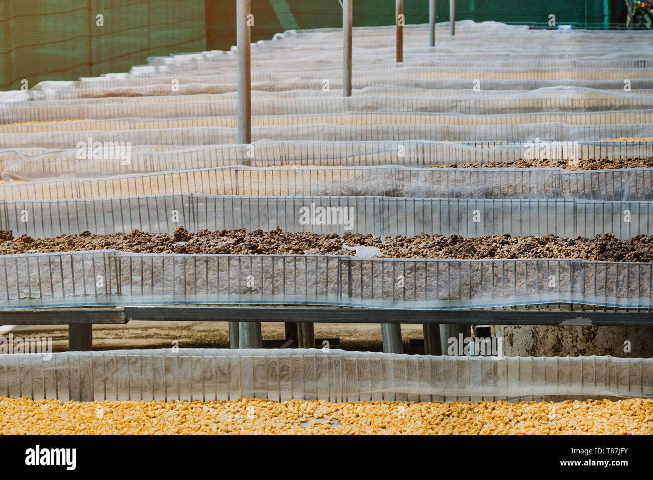 Digested kopi luwak coffee hi-res stock photography and images - Alamy