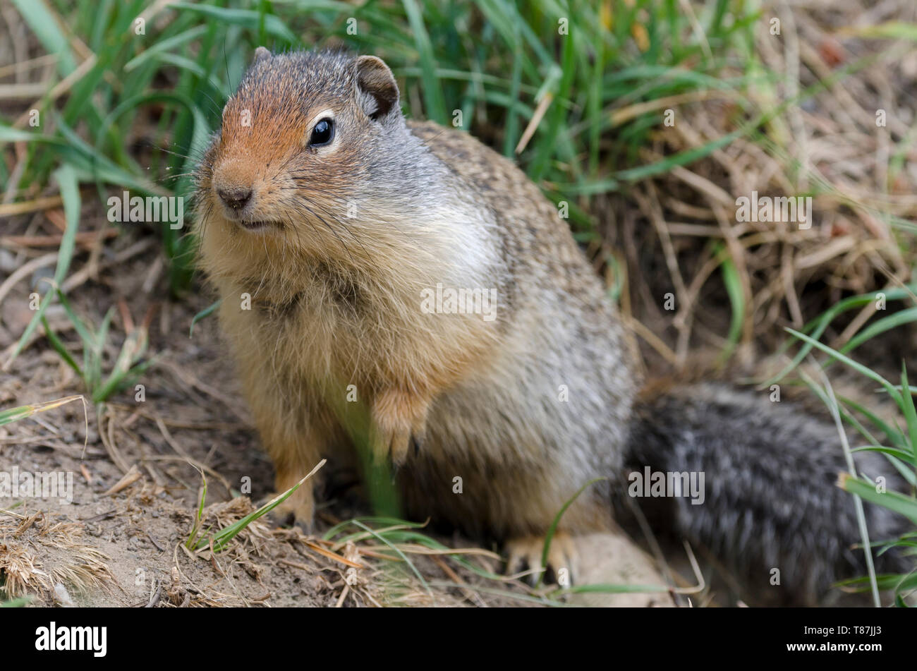 squirrel near his den in Lake Louise in Canada Stock Photo - Alamy