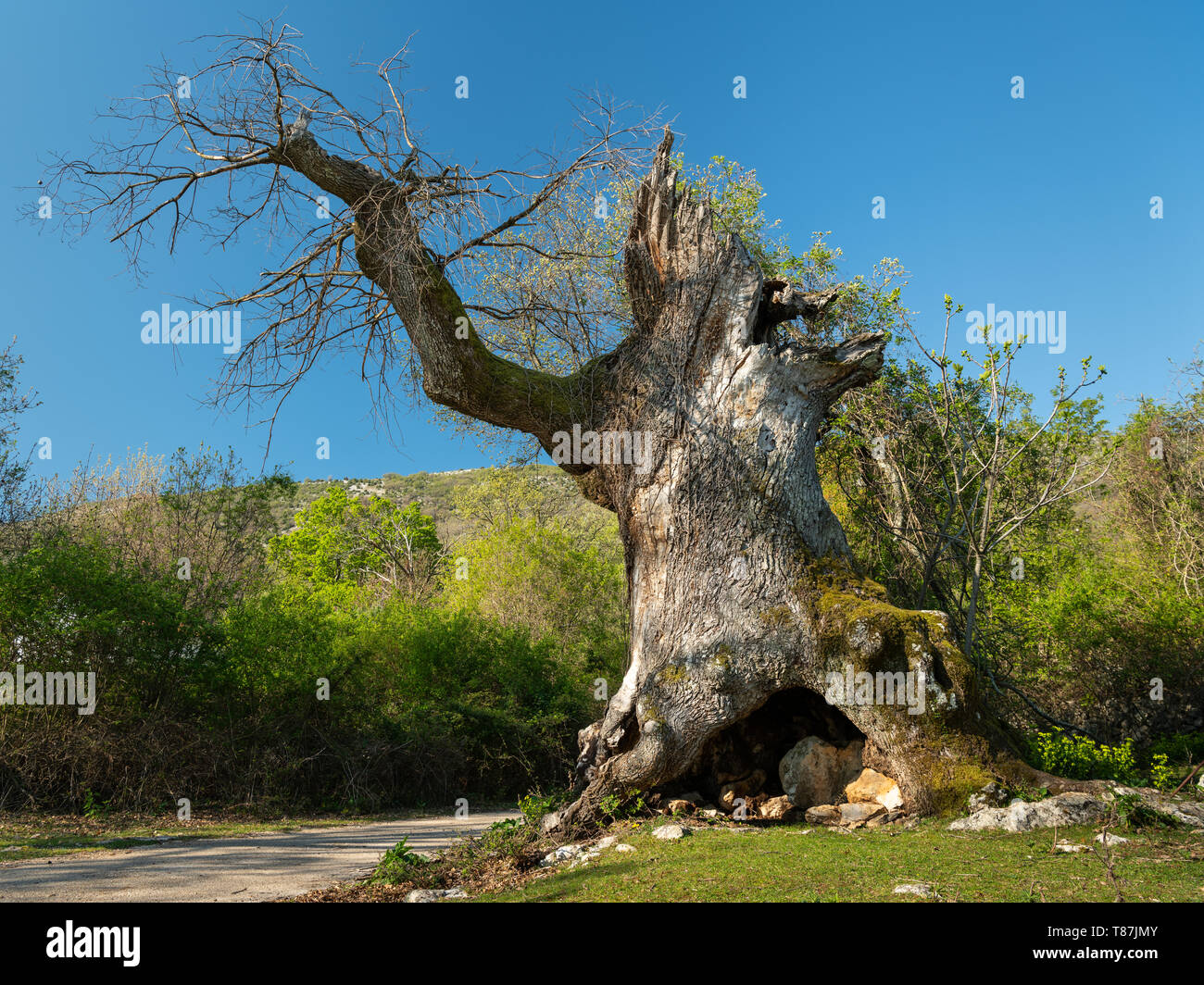 The old oak tree of Sveti Petar (island Cres, Croatia) on a sunny day ...