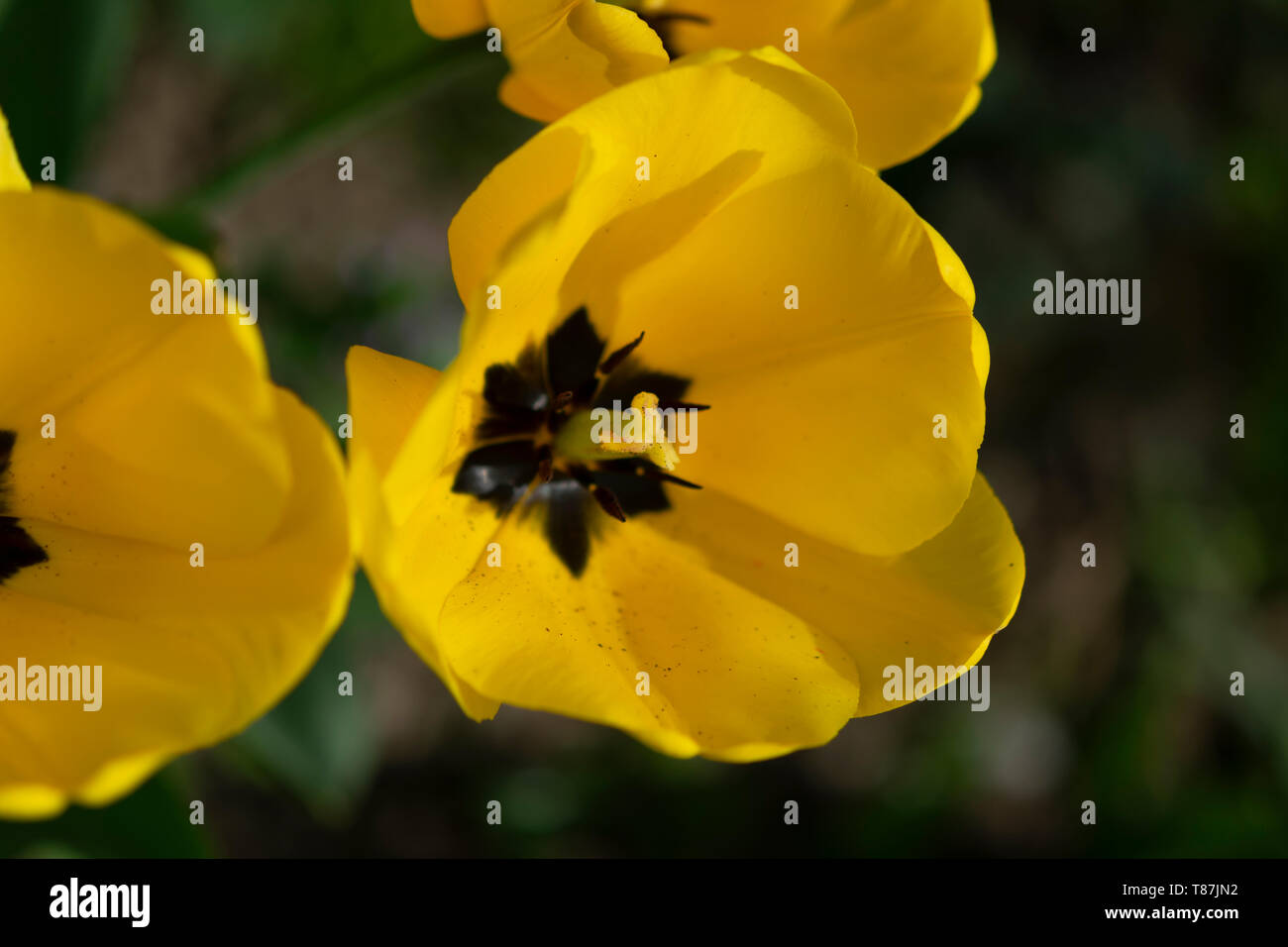 Botanic tulips hi-res stock photography and images - Alamy