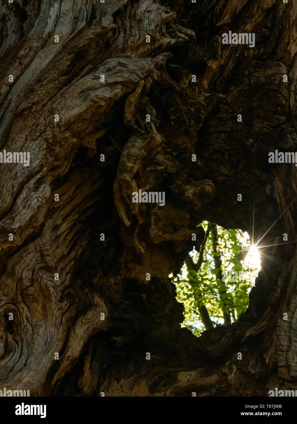 Oak gap hi-res stock photography and images - Alamy