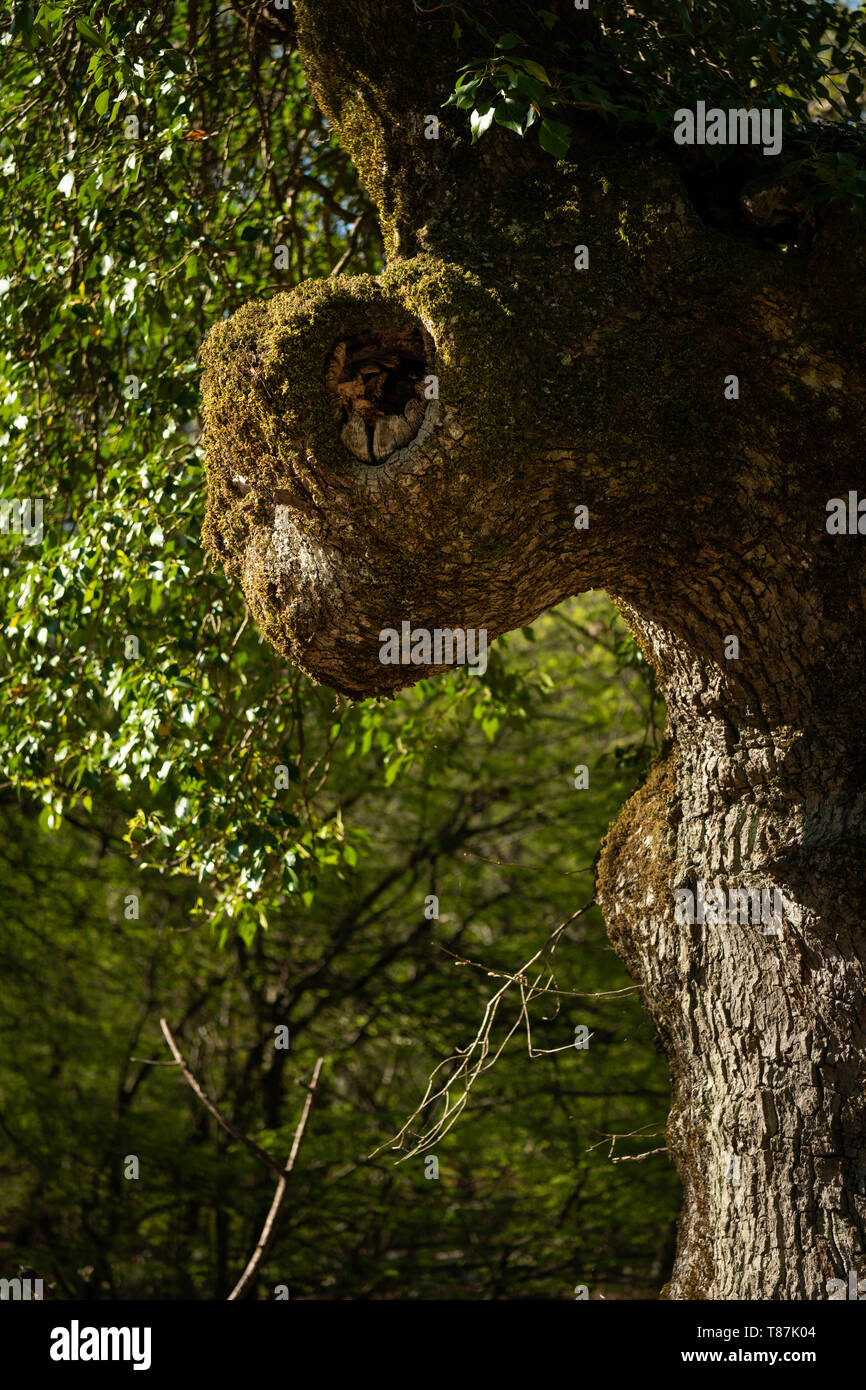 Part of the trunk of an old oak tree looking like the head of an insect ...