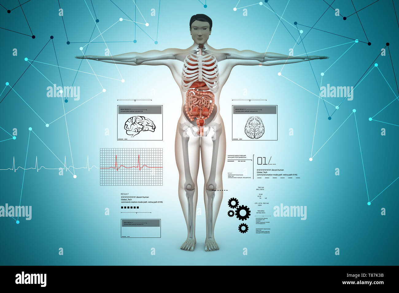 Anatomy of human body Stock Photo - Alamy