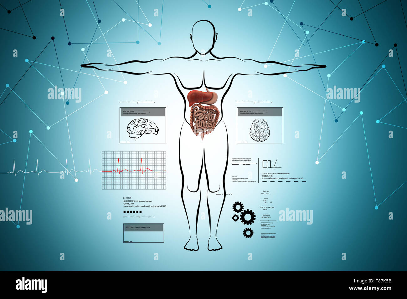 human body with digestive system Stock Photo - Alamy