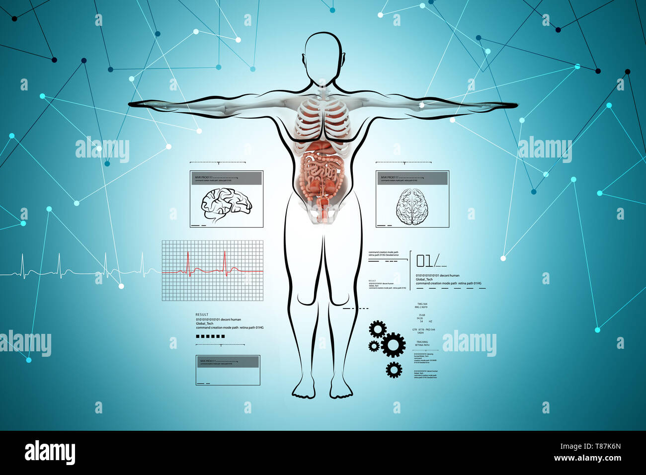 Human digestive system cross section hi-res stock photography and ...