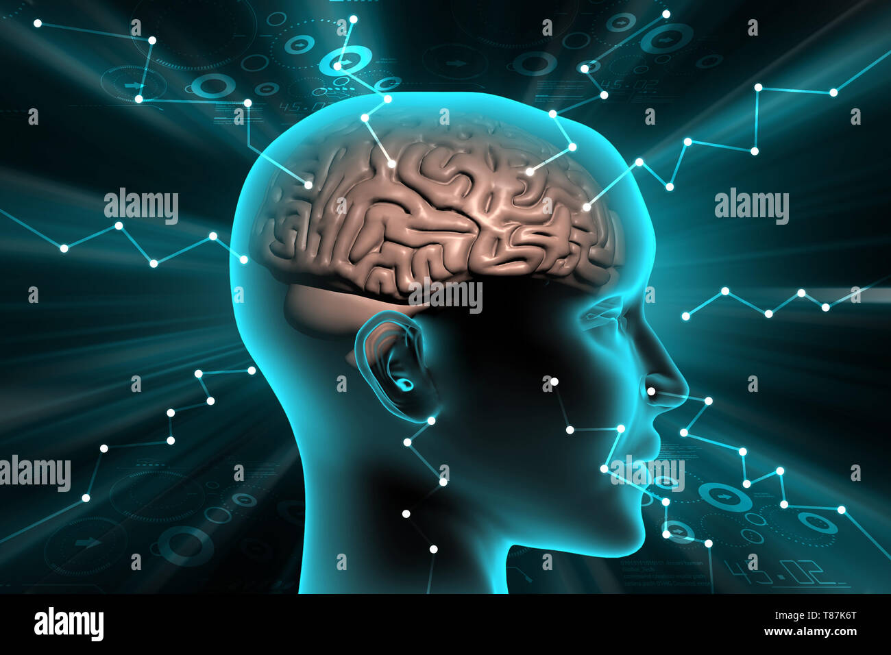 Brain development hi-res stock photography and images - Alamy