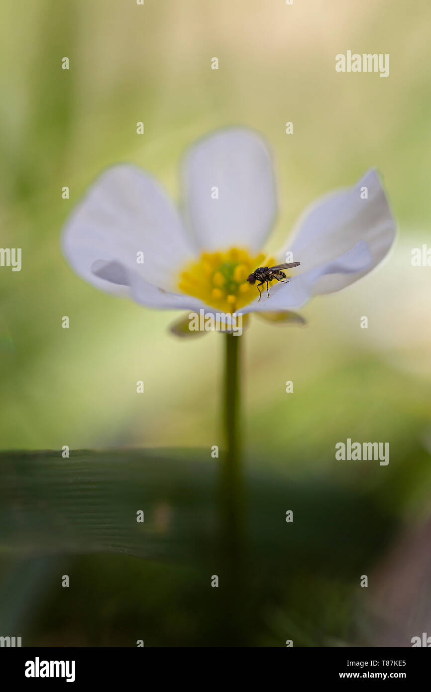 common water-crowfoot (Ranunculus aquatilis Stock Photo - Alamy