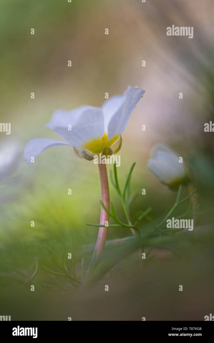 common water-crowfoot (Ranunculus aquatilis Stock Photo - Alamy