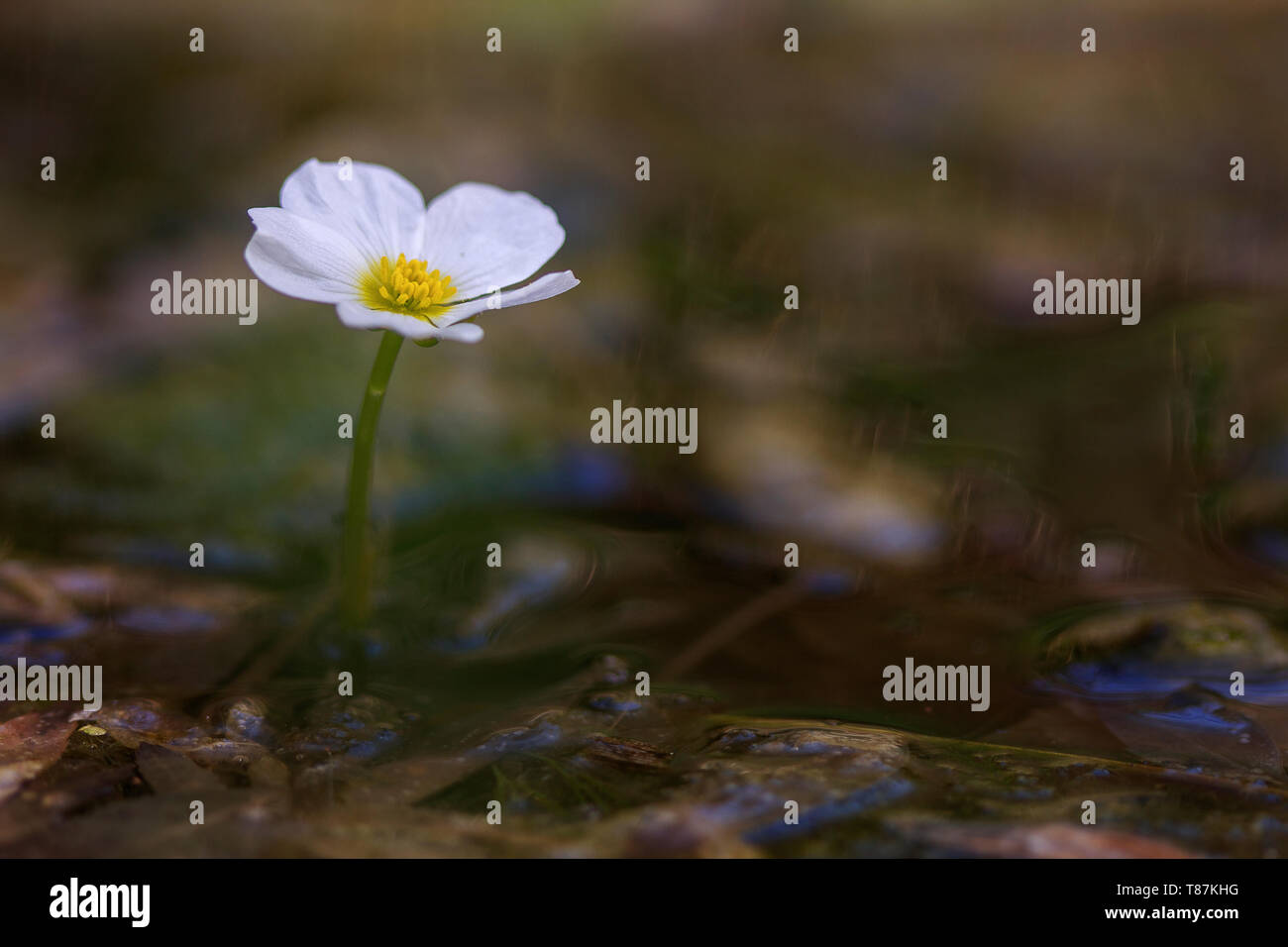 common water-crowfoot (Ranunculus aquatilis Stock Photo - Alamy