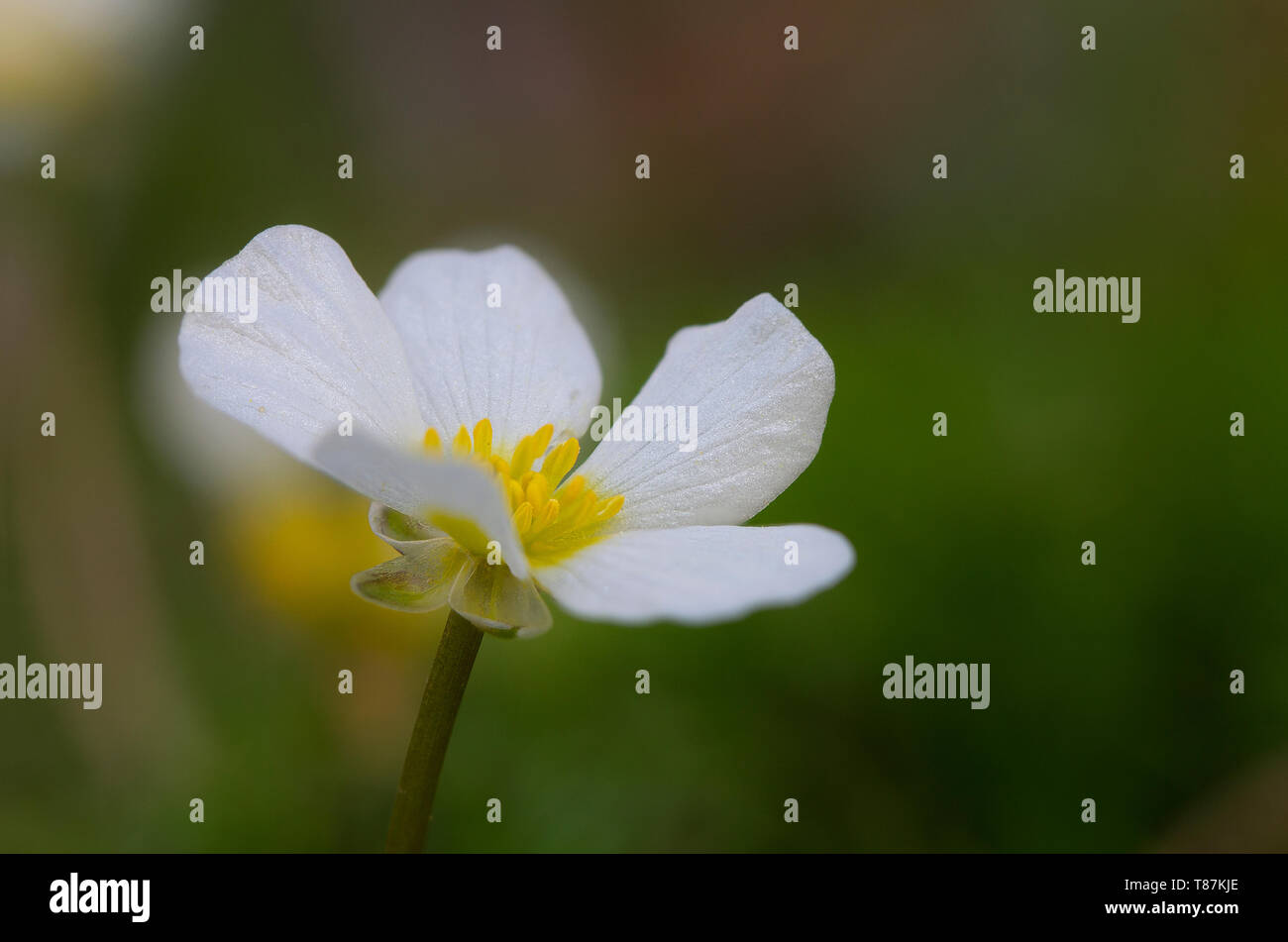 common water-crowfoot (Ranunculus aquatilis Stock Photo - Alamy