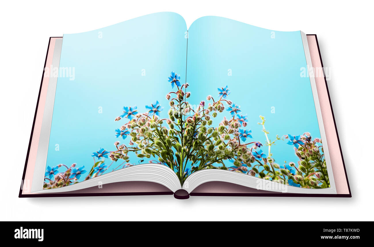 Spring concept - flowers on opened photobook Stock Photo - Alamy