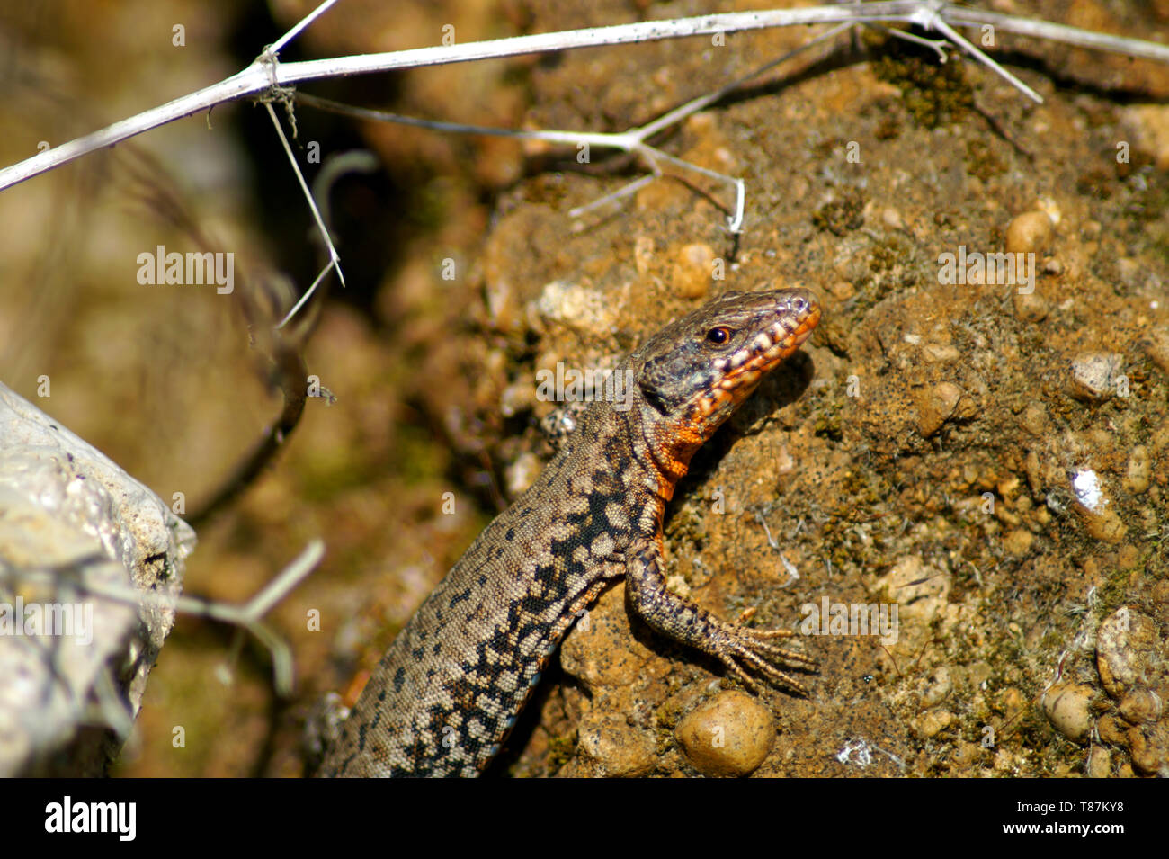 Rock face gecko hi-res stock photography and images - Alamy