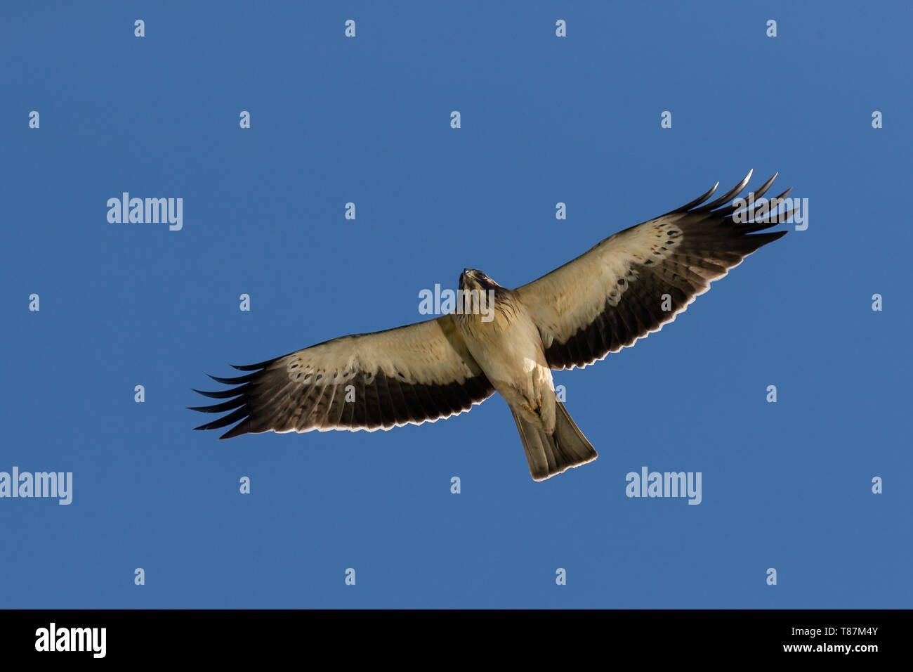 Booted Eagle flying on blue sky Stock Photo - Alamy