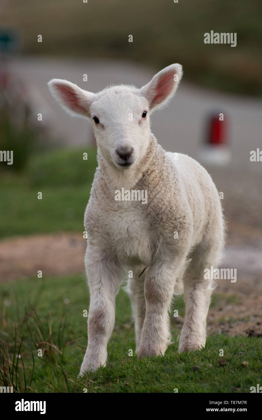 Cute Scottish lamb Stock Photo - Alamy