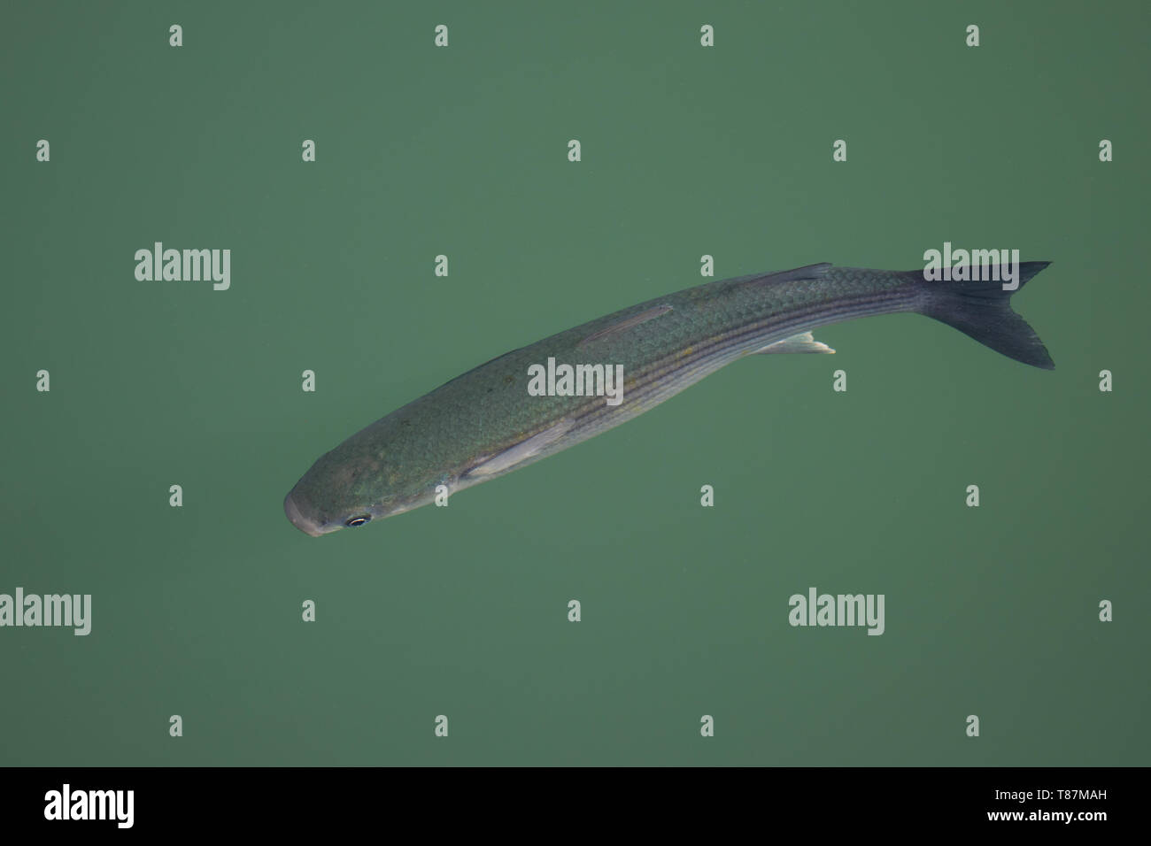 Grey Mullet swimming in Spanish harbour Stock Photo - Alamy