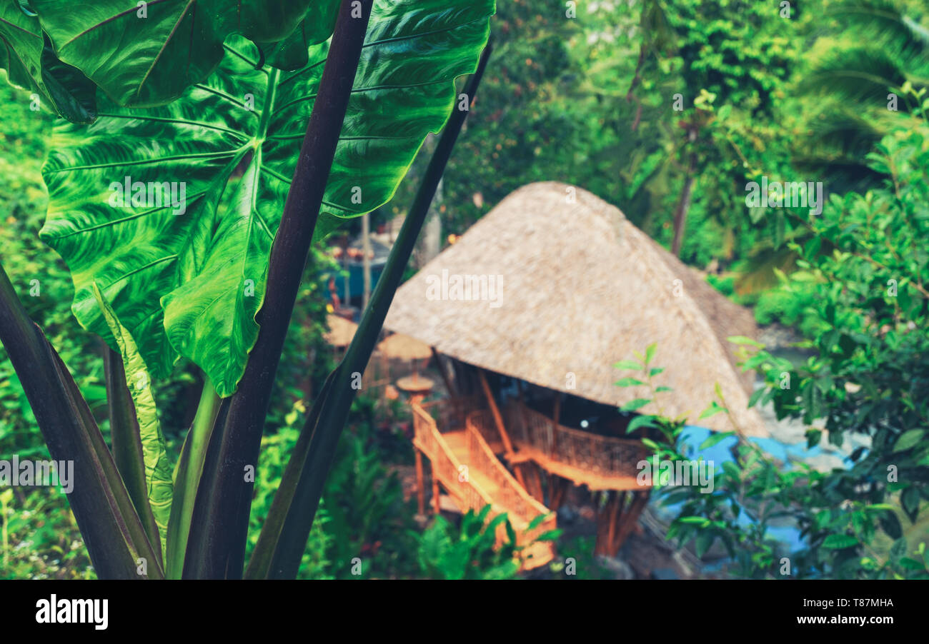 Wooden bamboo house in tropical rainforest jungle Stock Photo - Alamy