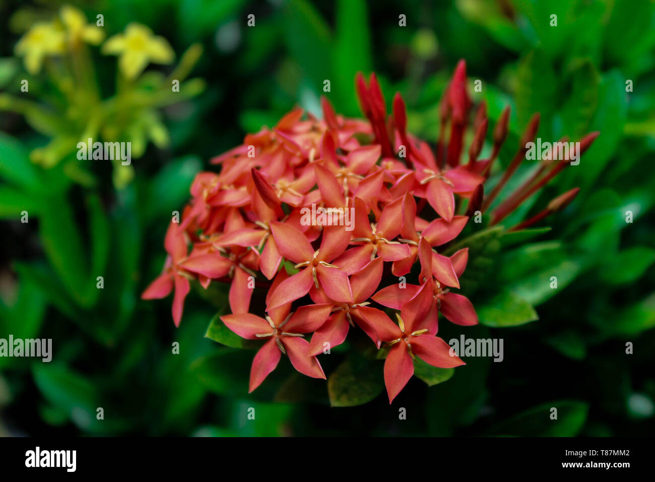Beautiful red flowers Stock Photo - Alamy
