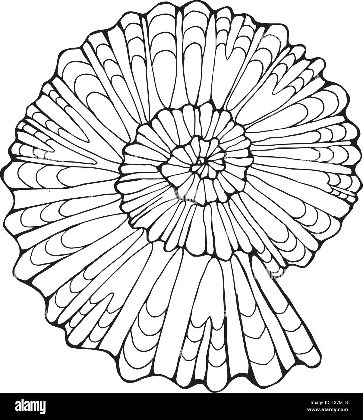 Black white illustration of a petrified snail shell Stock Vector Image ...