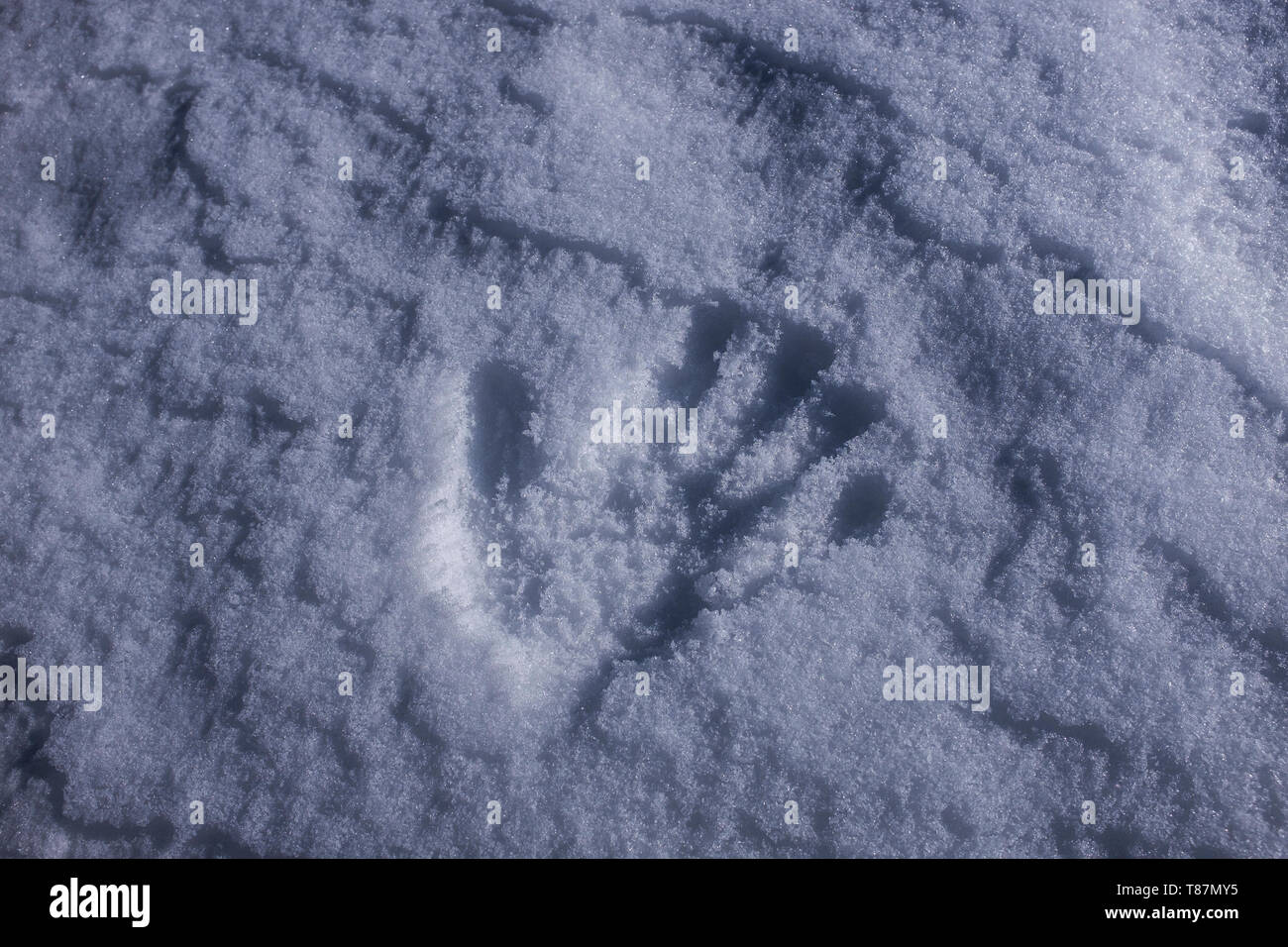 Snow white skin hi-res stock photography and images - Alamy