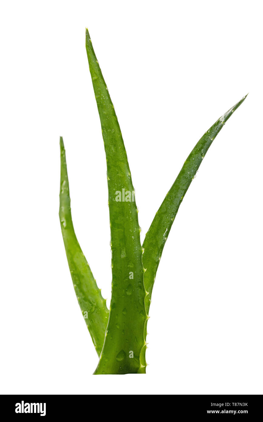 Aloe medicinal plant branch isolated on white background Stock Photo ...