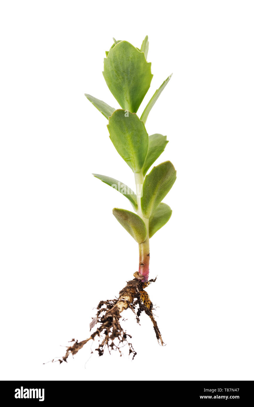 Rhodiola herb hi-res stock photography and images - Alamy