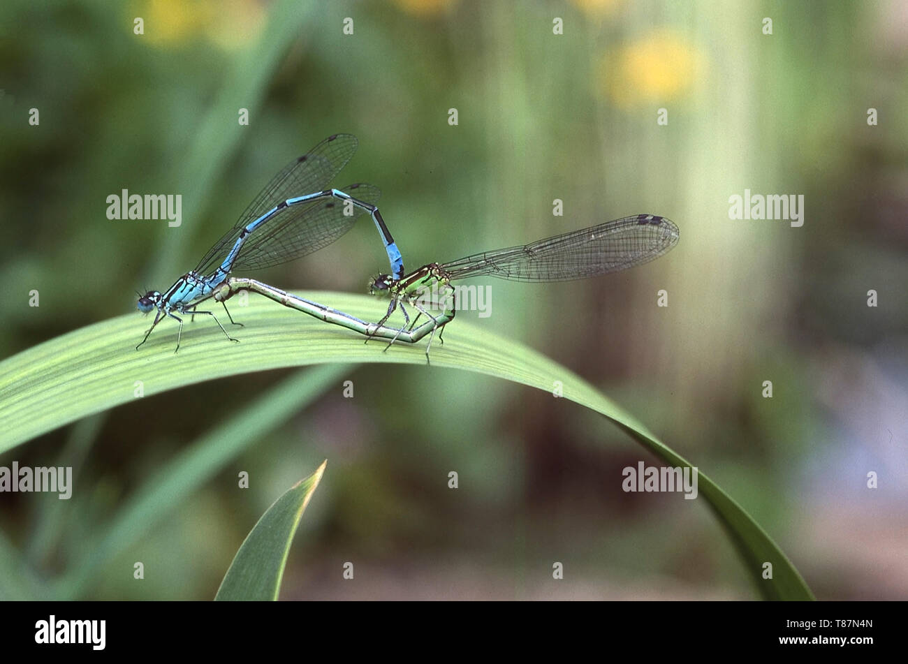 Azure damselfly larvae hi-res stock photography and images - Alamy